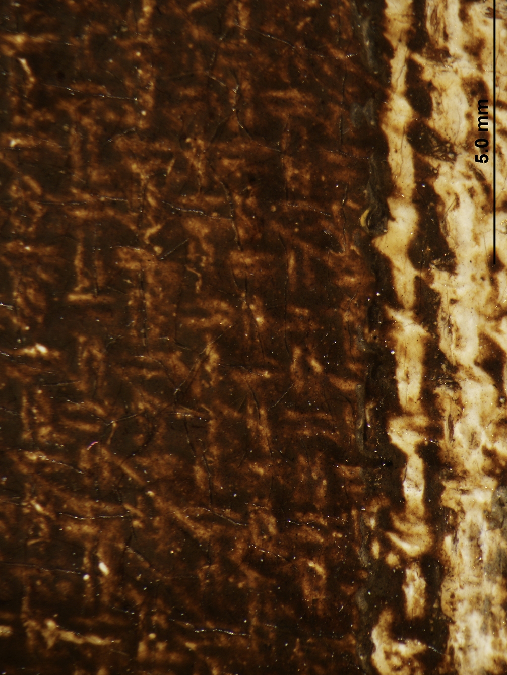 Online Scholarly Catalogues at the Art Institute of Chicago